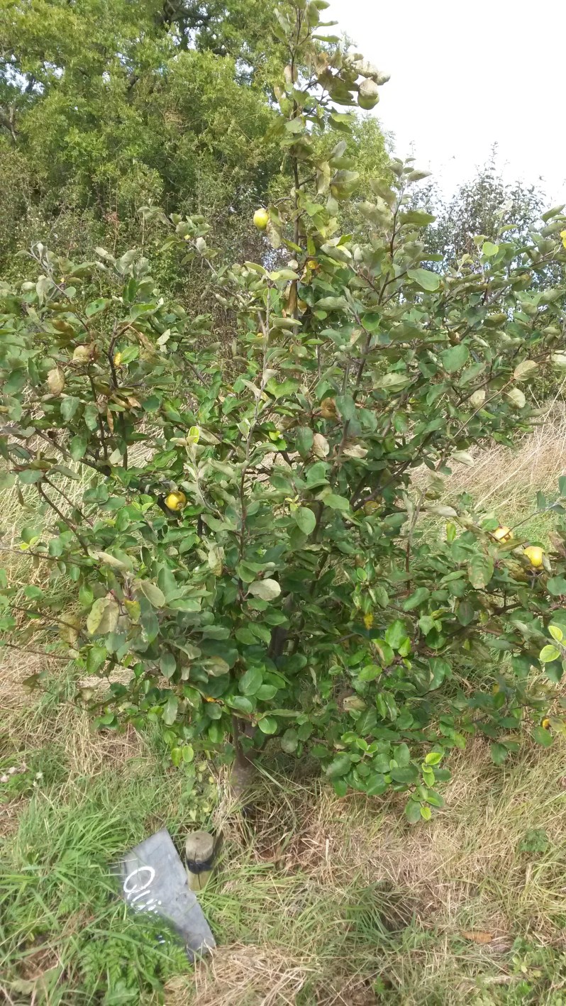 ‘Historic’ Fruit Trees in the Orchard – Lanchester Community Orchard