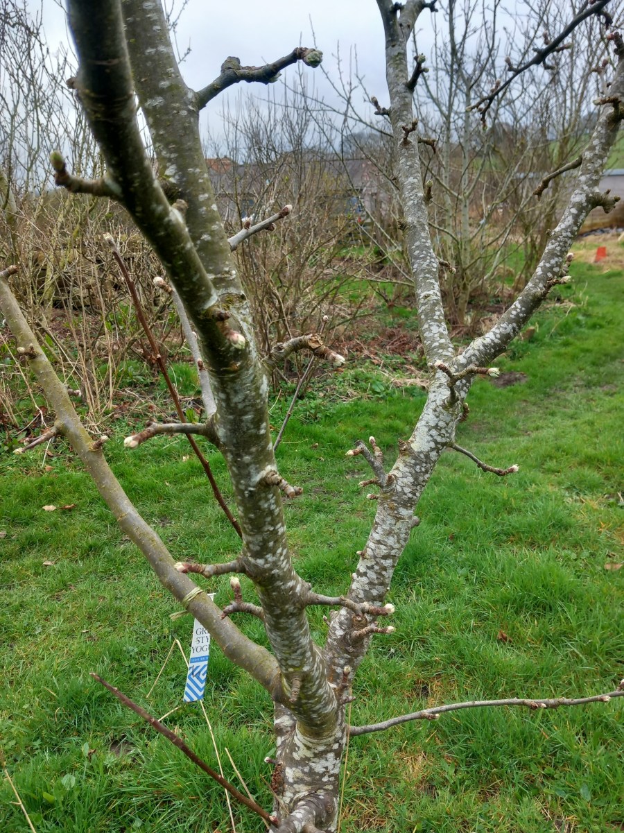 Early Spring in the Orchard – Lanchester Community Orchard
