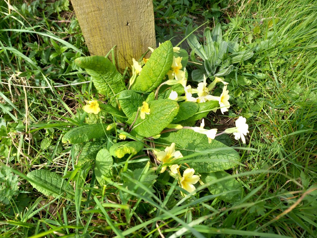 Spring Flowers in the Orchard. – Lanchester Community Orchard